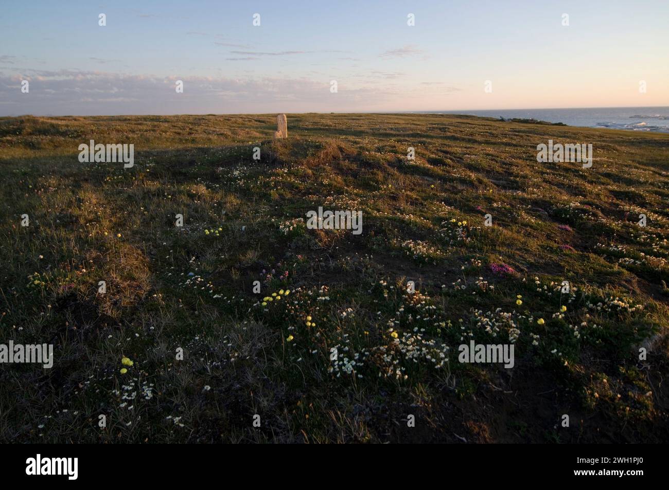 old whaler graves in wild flowers flowering in the arctic tundra Barter ...