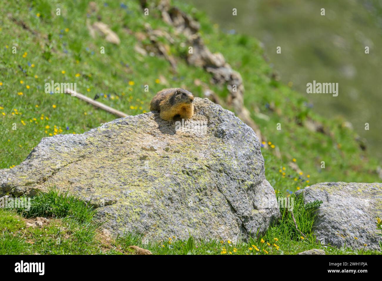 An alpine marmot sitting on a rock on a sunny day in summer in South ...