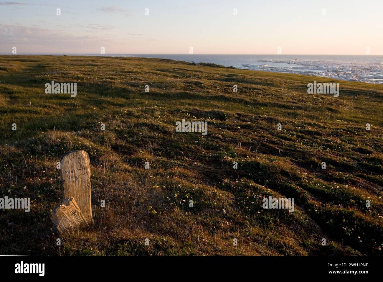 old whaler graves in wild flowers flowering in the arctic tundra Barter ...