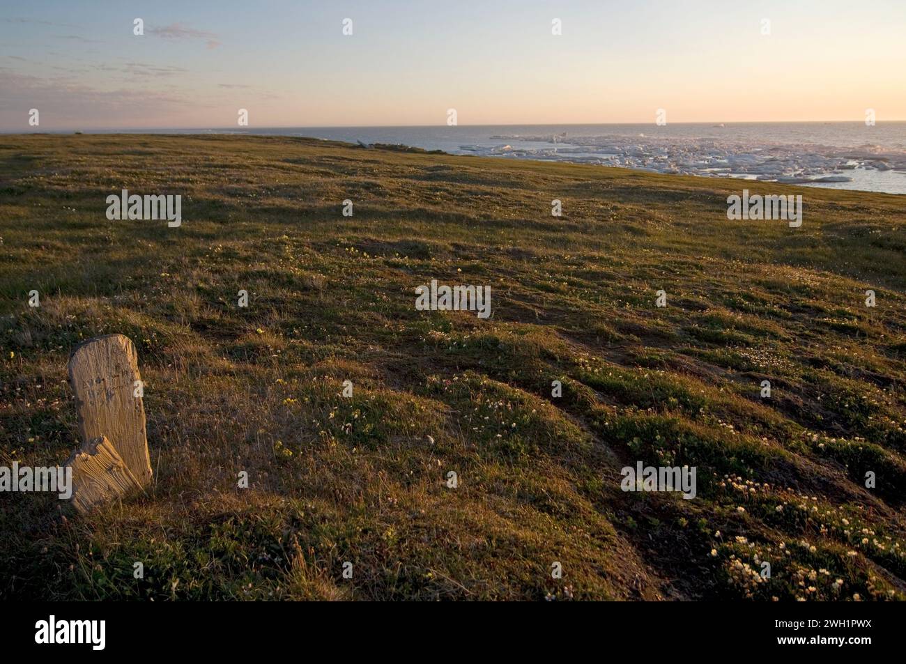 old whaler graves in wild flowers flowering in the arctic tundra Barter ...
