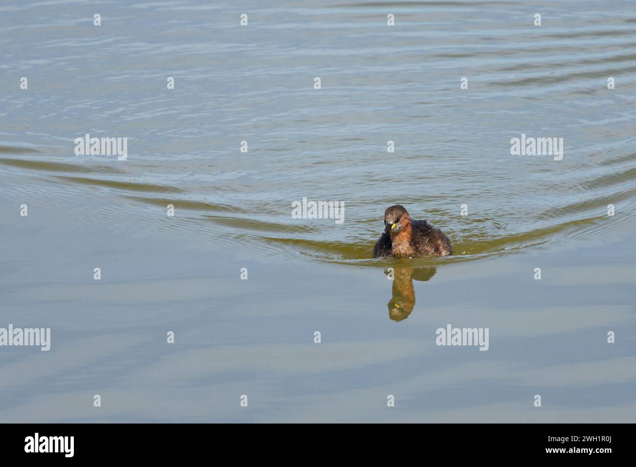 Common Grebe (Tachybaptus ruficollis) swimming in lagoon of the El ...