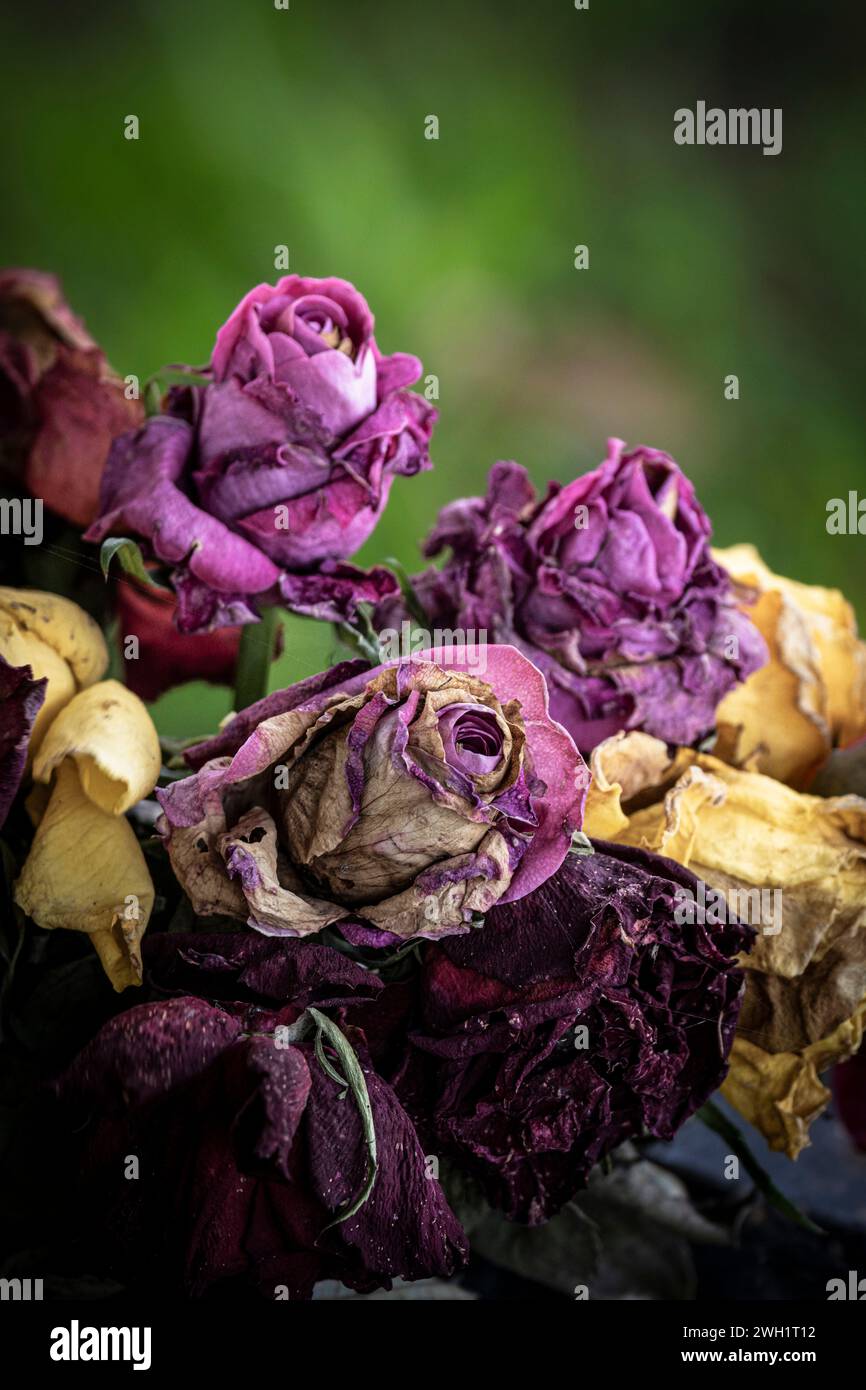 A bouquet of dead and dying roses in the UK in Europe Stock Photo - Alamy