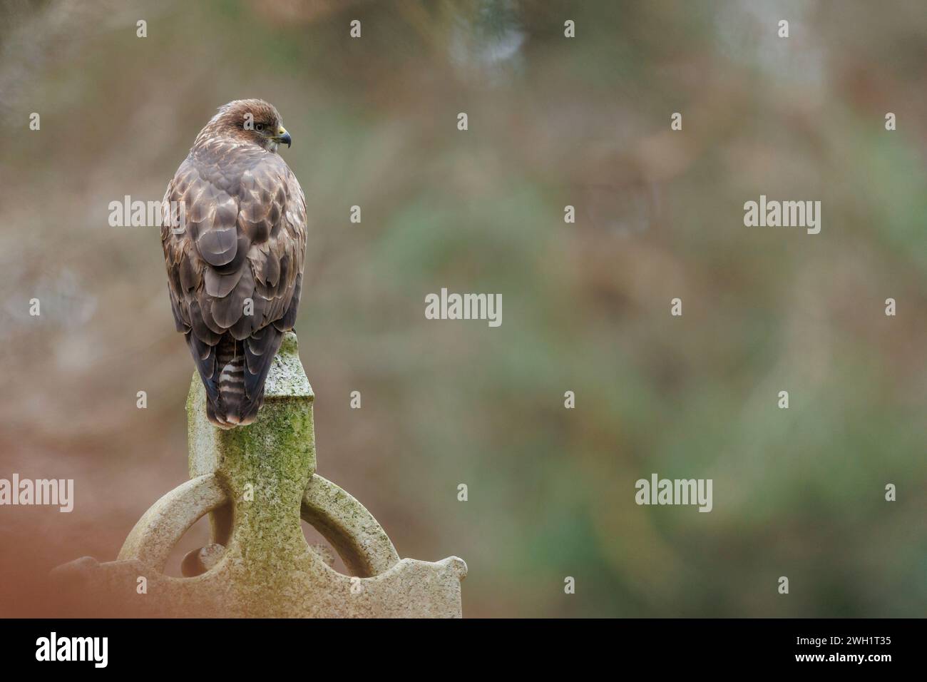Gravestone bird hi-res stock photography and images - Alamy