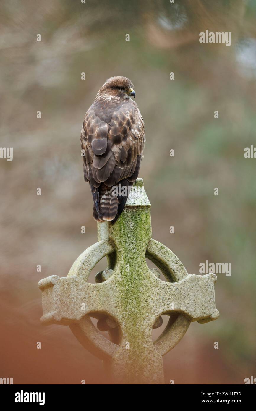 Bird of prey on gravestone hi-res stock photography and images - Alamy