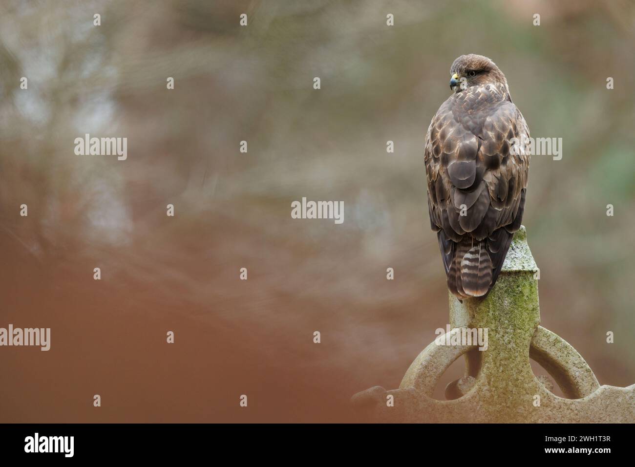 Bird of prey on gravestone hi-res stock photography and images - Alamy