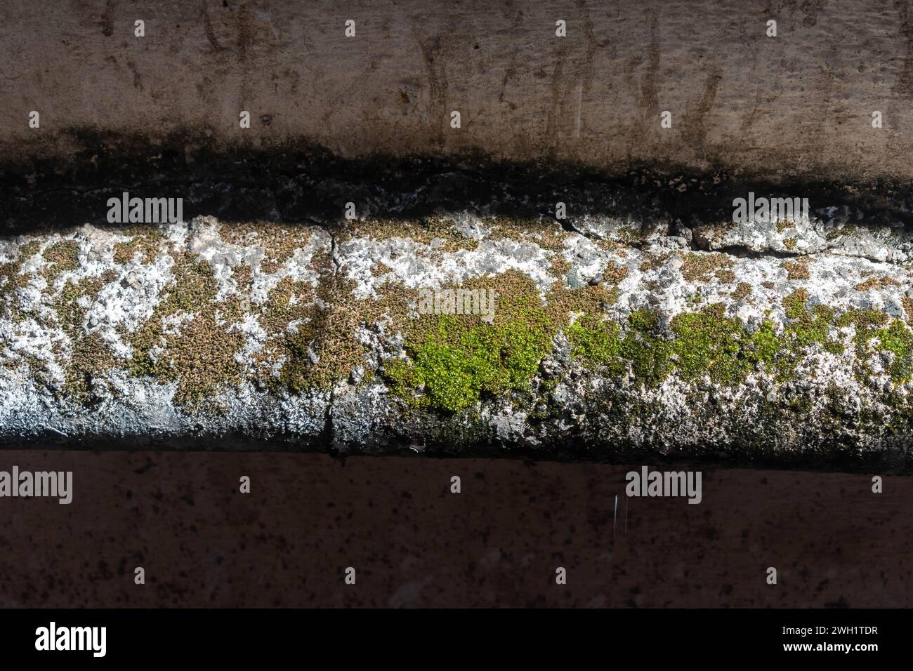 A detailed image showing the different textures and colors of moss and ...