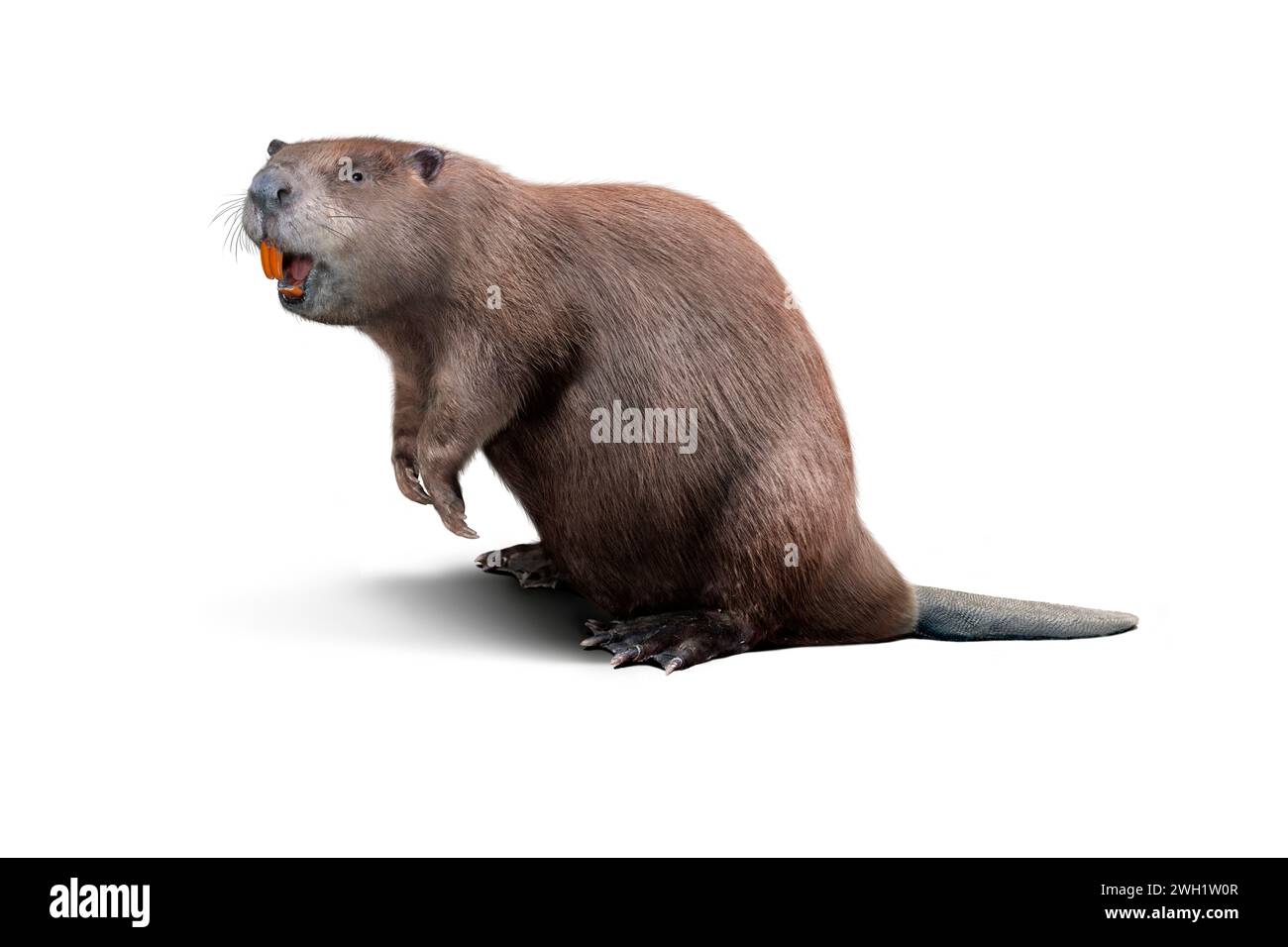 Giant beaver, illustration Stock Photo - Alamy