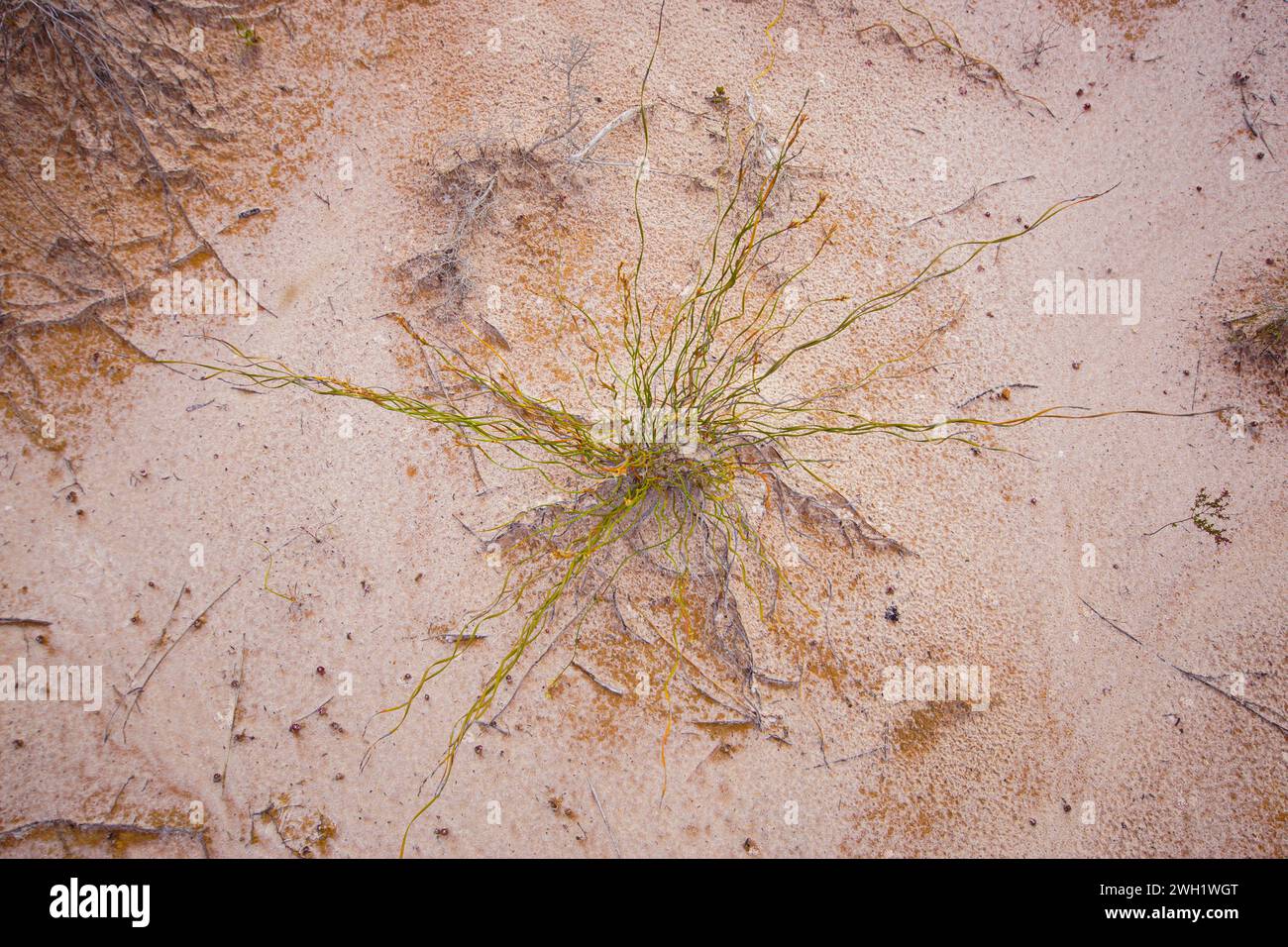 Star sand hi-res stock photography and images - Alamy