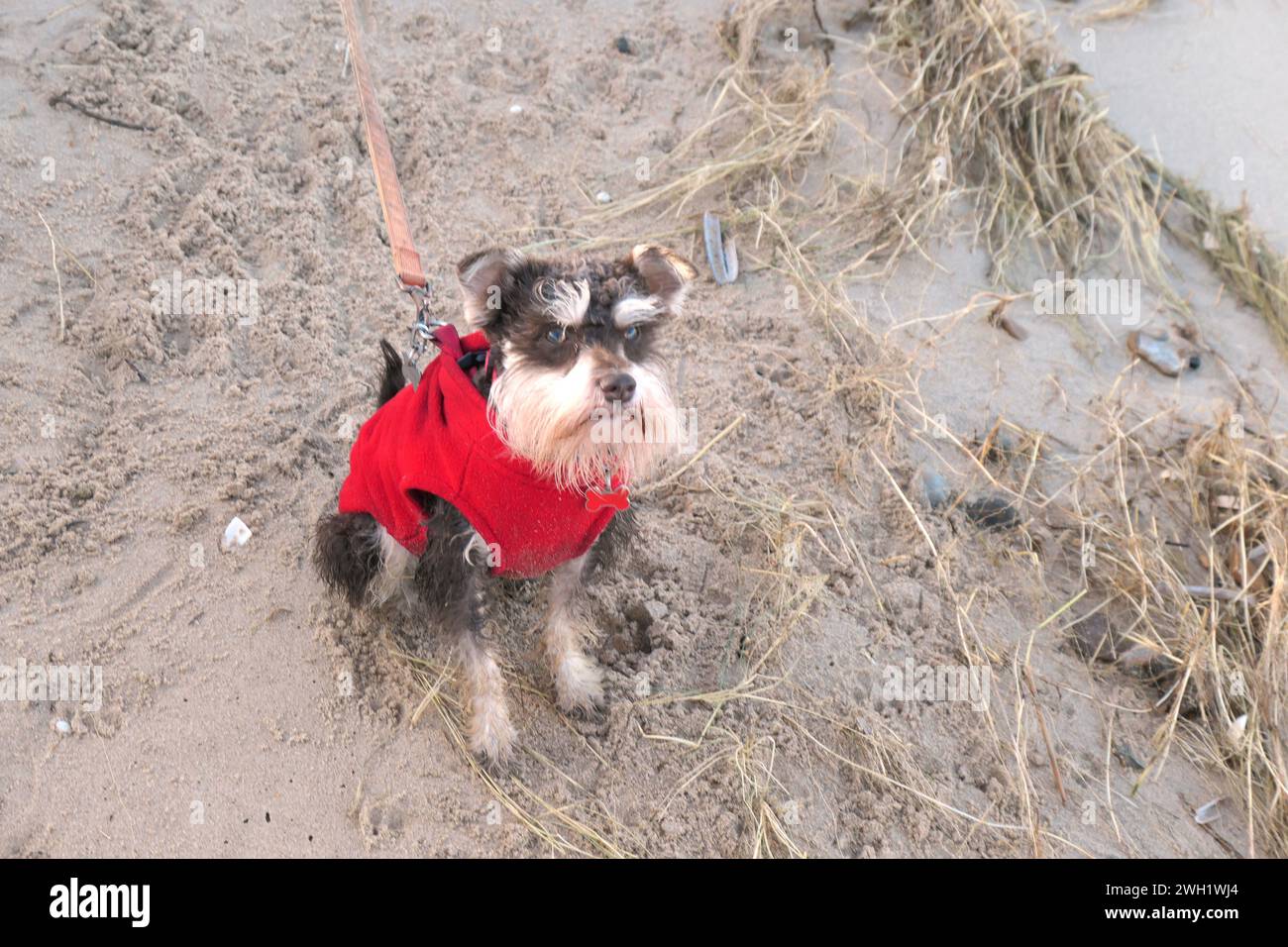 Mungral hi-res stock photography and images - Alamy