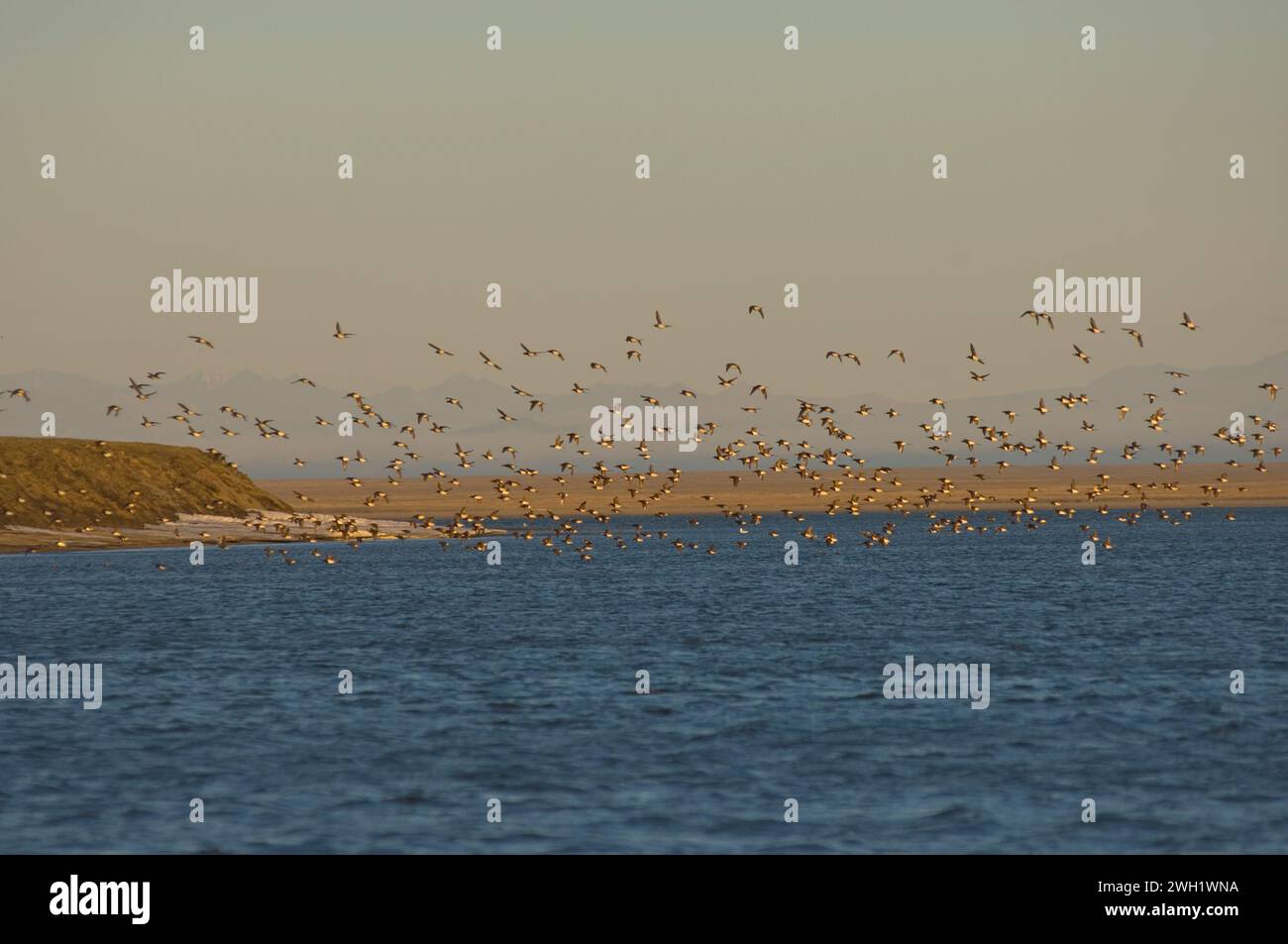 long tail, Clangula hyemallis, ducks flying along the Arctic coast ...