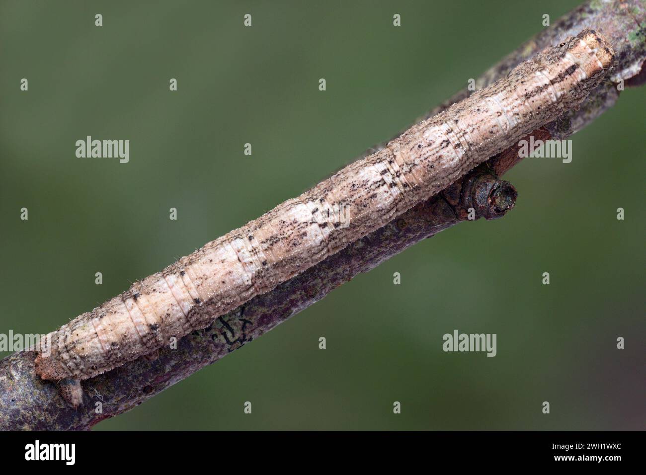 Dorsal view of Mottled Beauty moth caterpillar (Alcis repandata ...