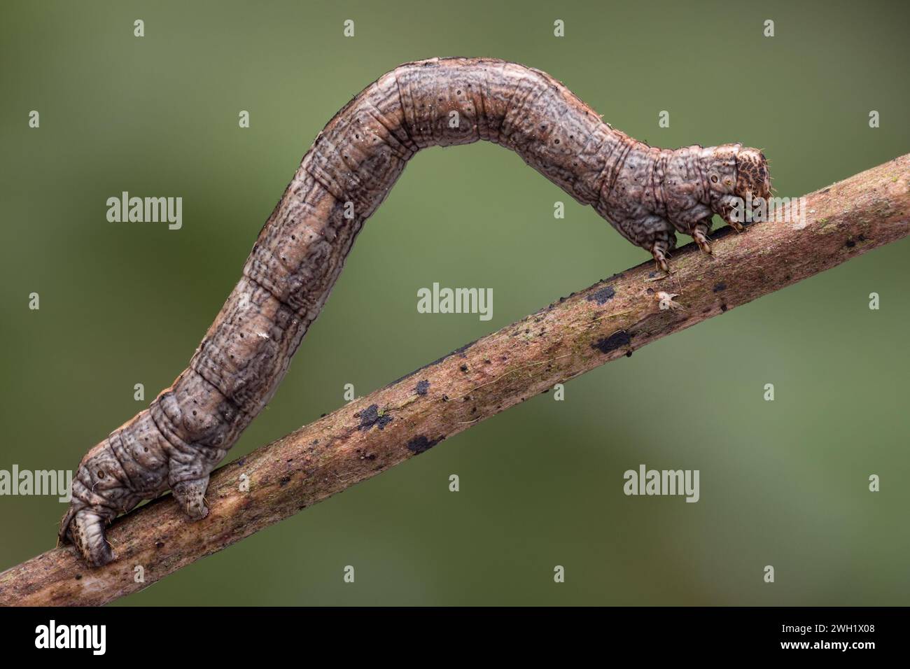 Overwintering Mottled Beauty moth caterpillar (Alcis repandata ...
