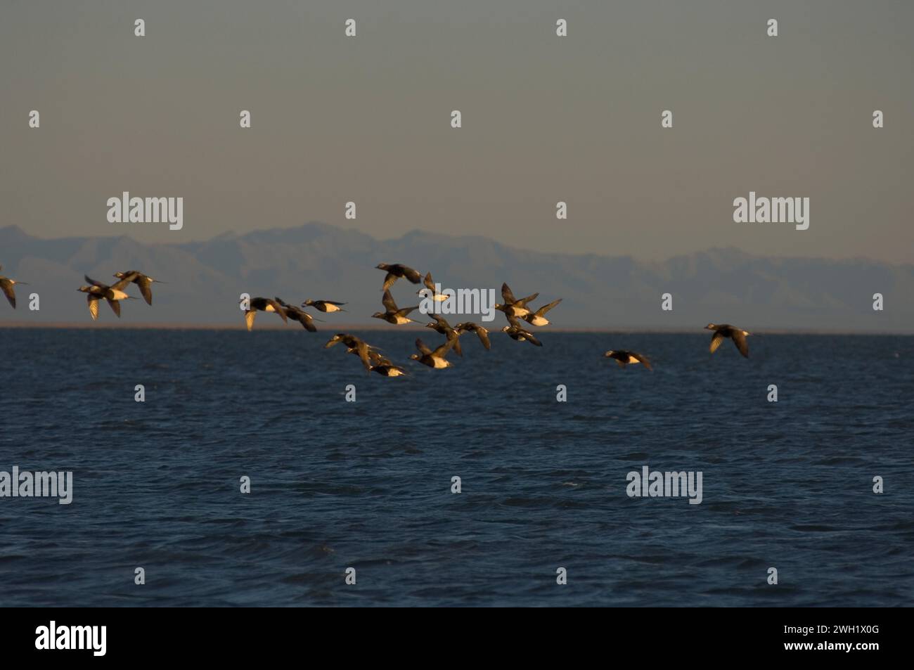 long tail, Clangula hyemallis, ducks flying along the Arctic coast ...