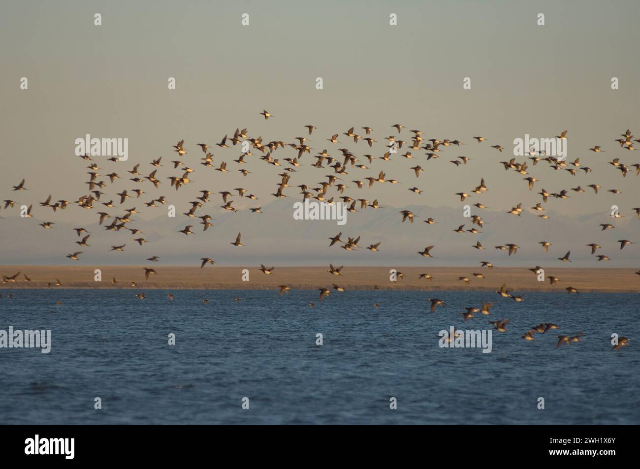 long tail, Clangula hyemallis, ducks flying along the Arctic coast ...