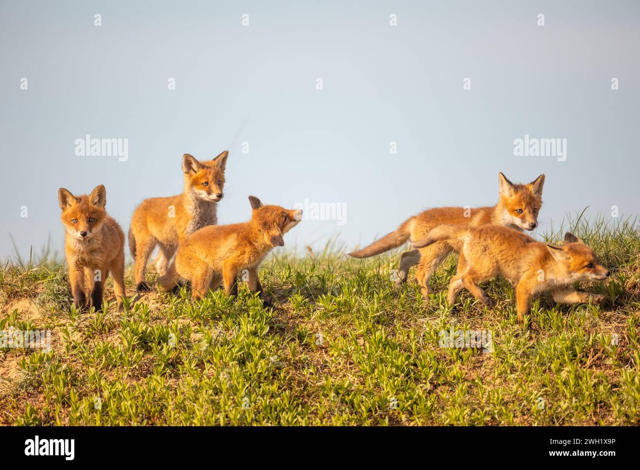 Mammals family of cute fox vulpes vulpes cubs is posing in the meadow ...