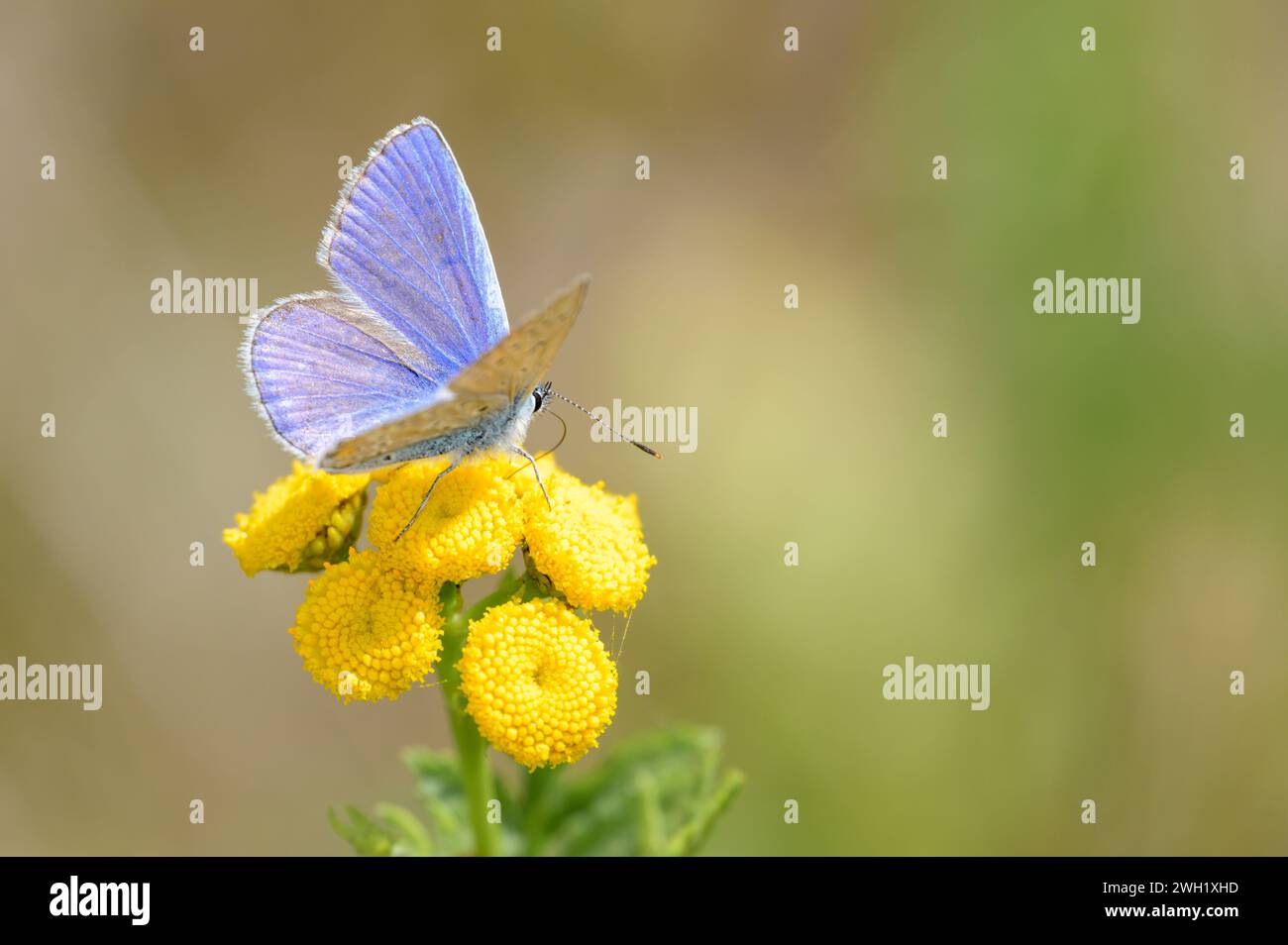 Common blue butterfly or European common blue - Polyommatus icarus ...