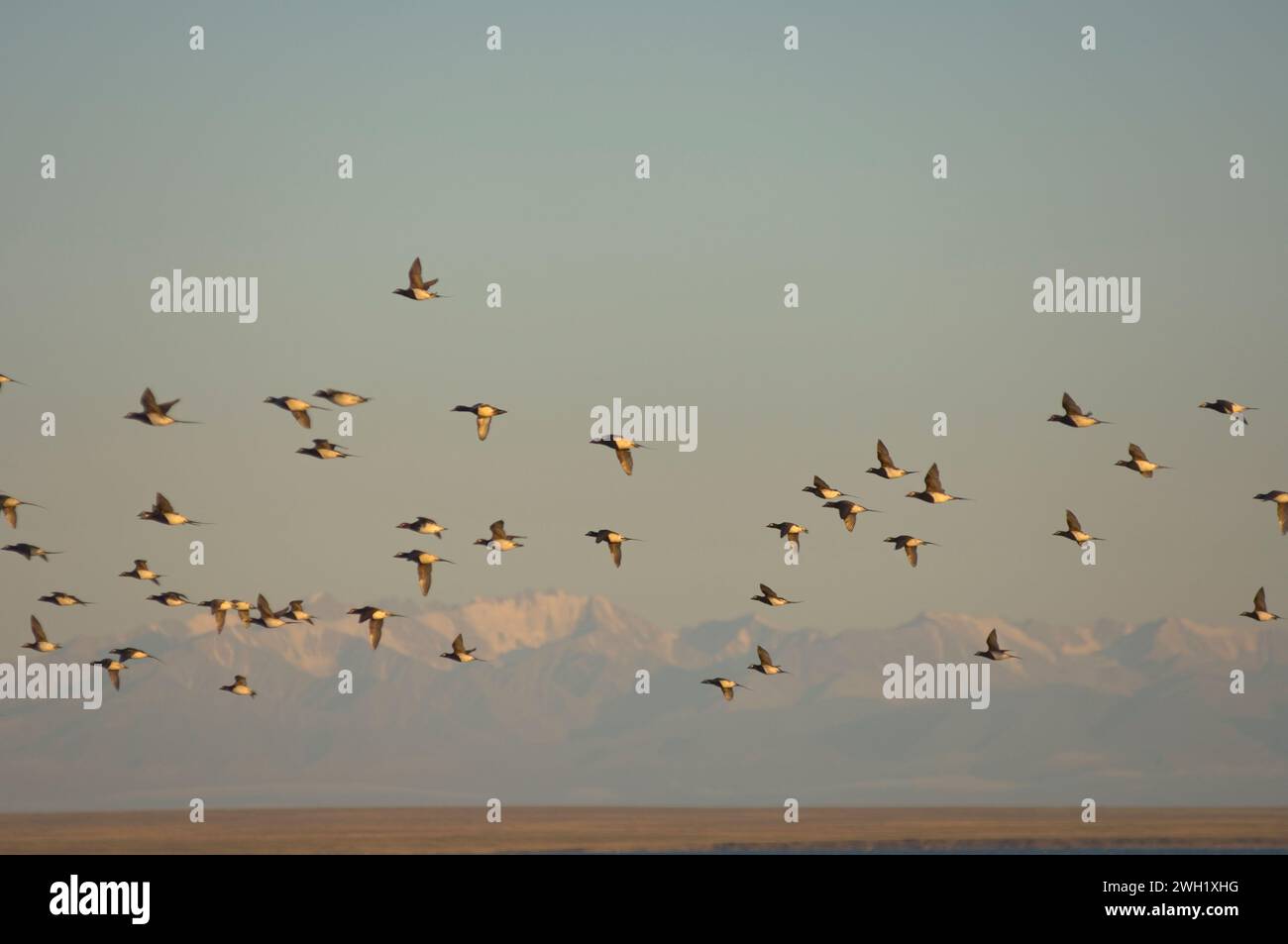 long tail, Clangula hyemallis, ducks flying along the Arctic coast ...