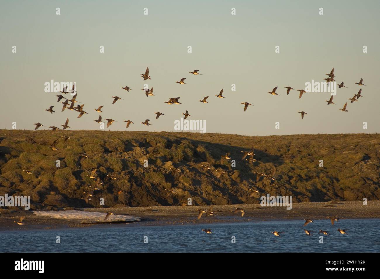 long tail, Clangula hyemallis, ducks flying along the Arctic coast ...