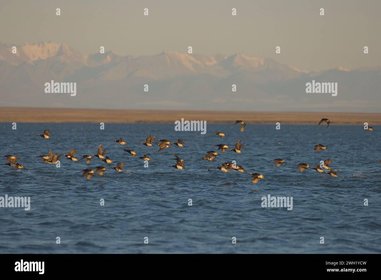 long tail, Clangula hyemallis, ducks flying along the Arctic coast ...