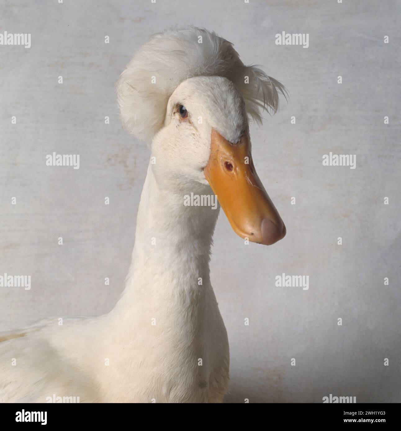 White crested duck hi-res stock photography and images - Alamy