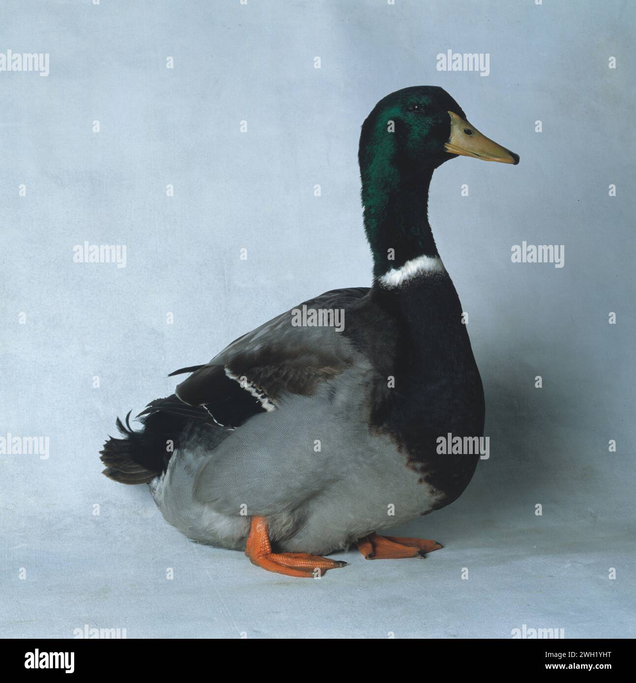 Rouen duck hi-res stock photography and images - Alamy