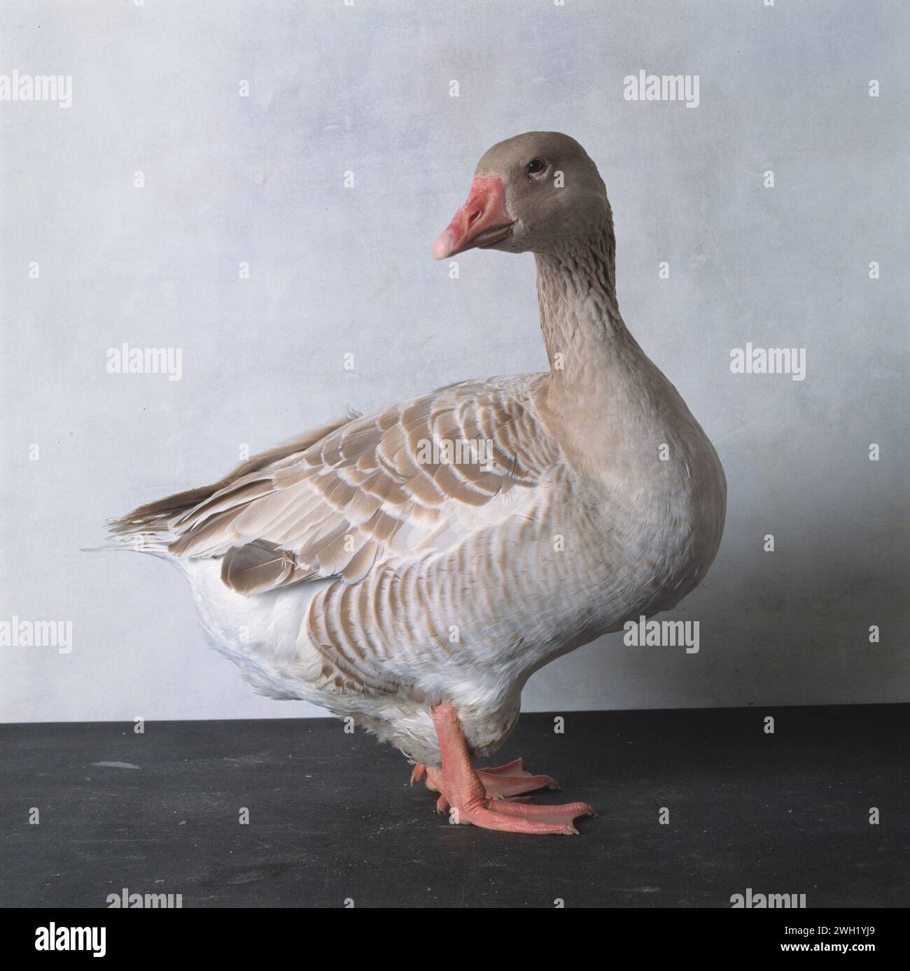 American buff goose hi-res stock photography and images - Alamy