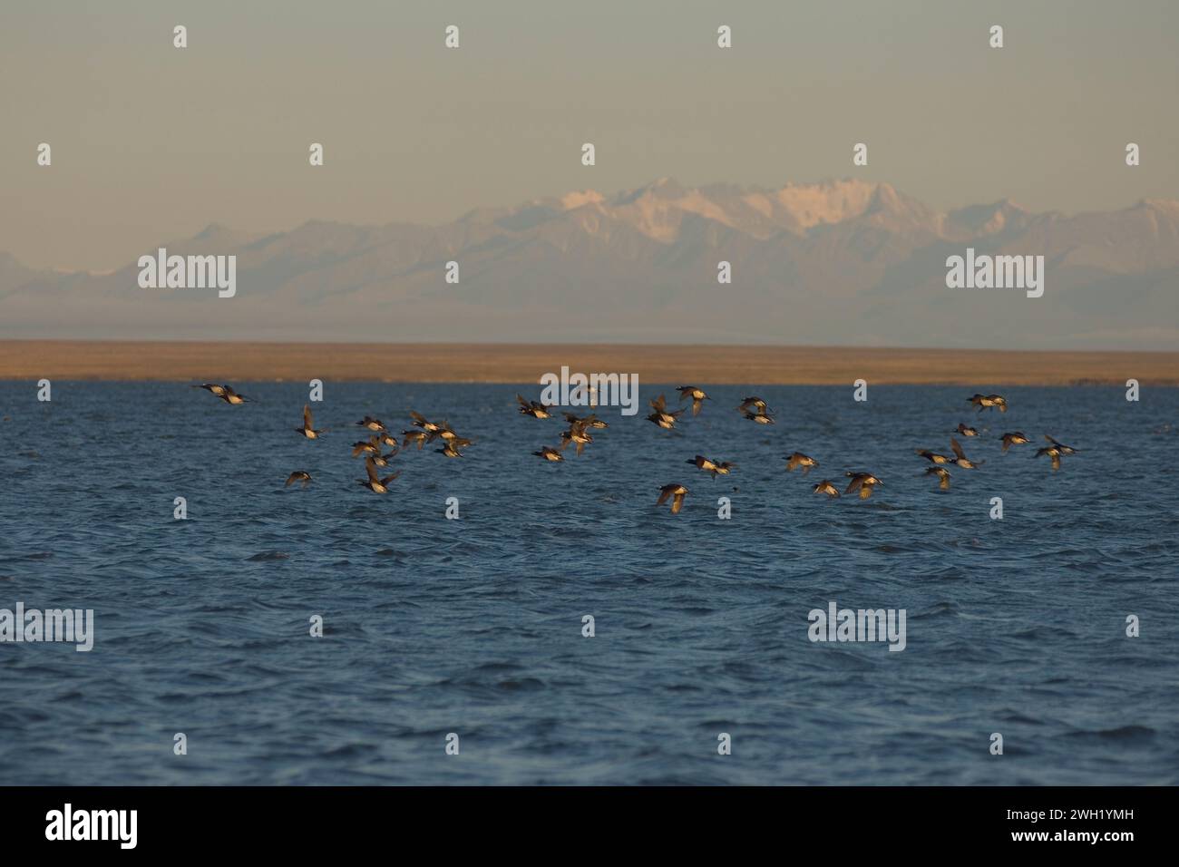long tail, Clangula hyemallis, ducks flying along the Arctic coast ...