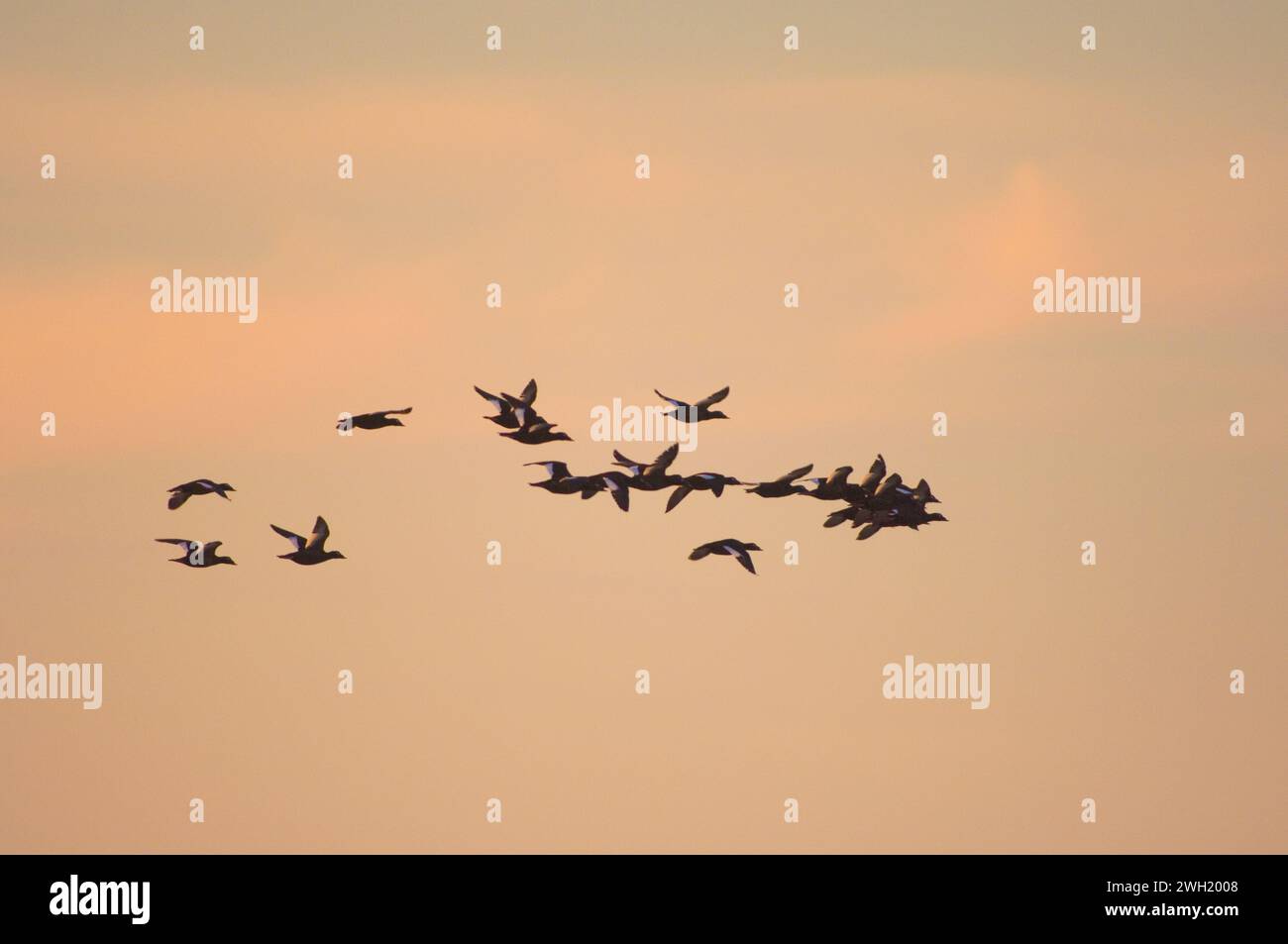 common eiders Somateria mollissima ducks flying along the Arctic coast ...
