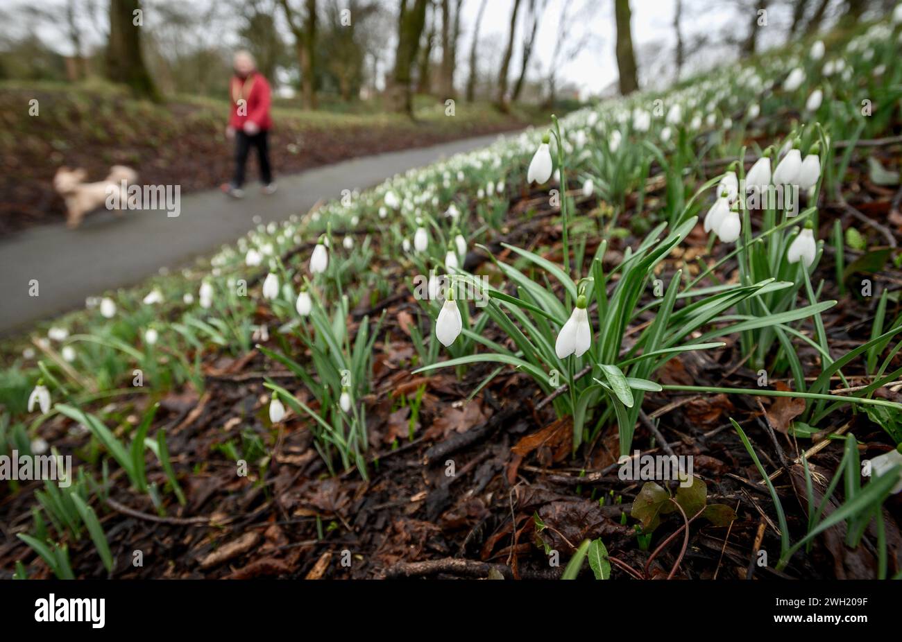 Bolton, England, UK, Wednesday February 07, 2024. Walkers pass a crop ...