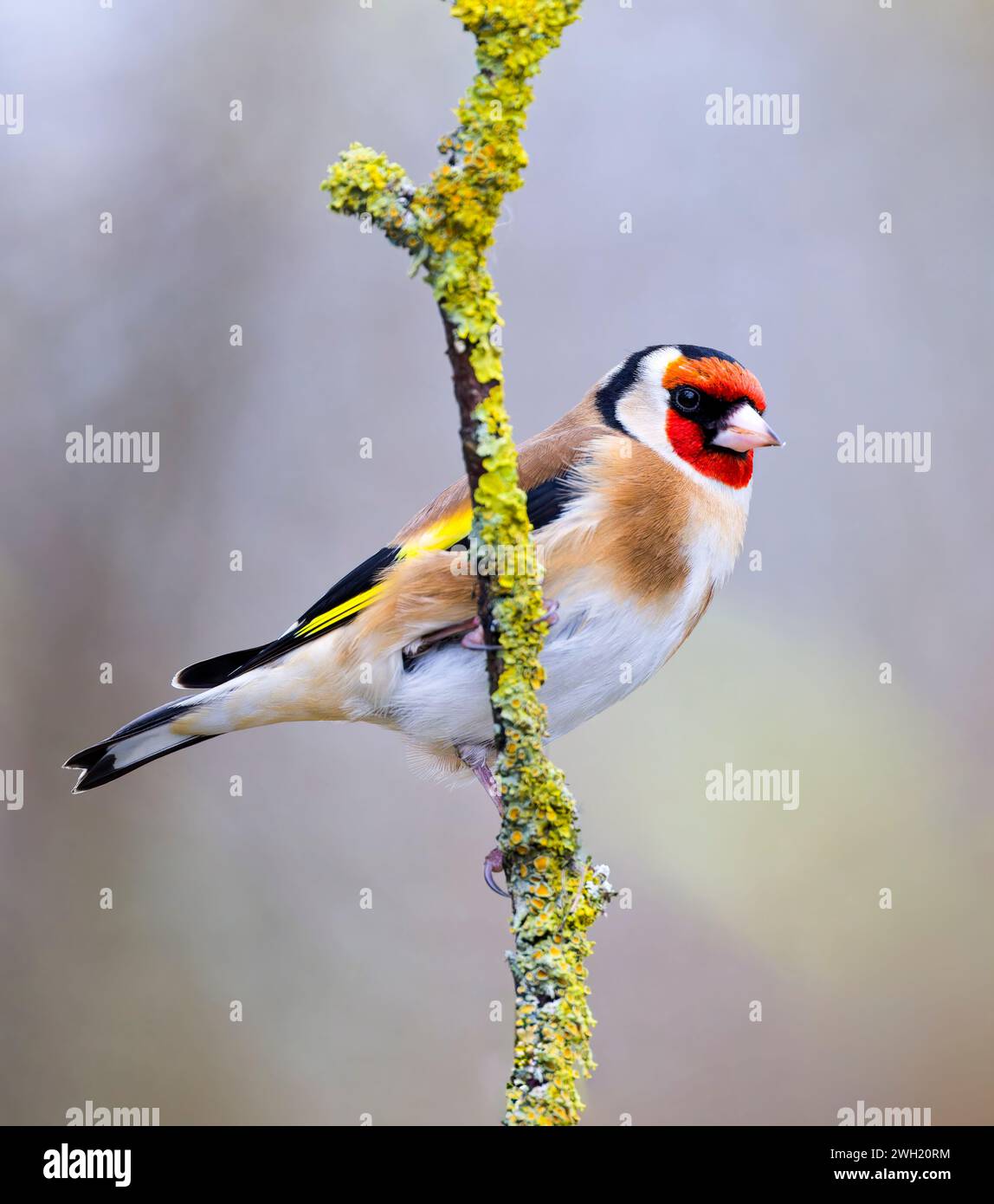 British finches hi-res stock photography and images - Alamy