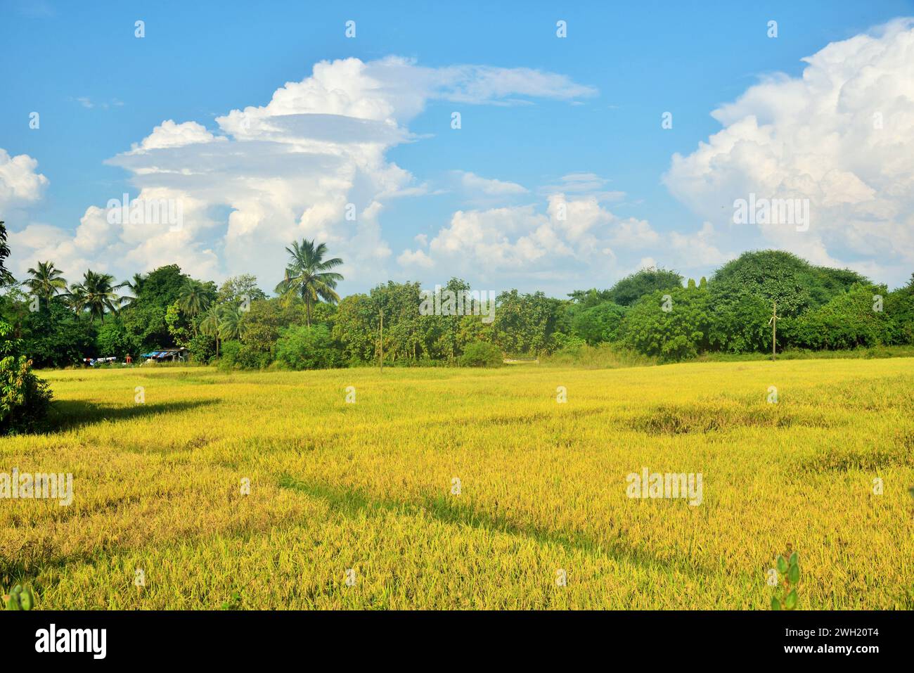 Indian rice farming hi-res stock photography and images - Alamy