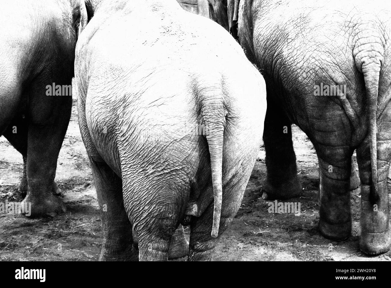 Elephant tree in zoo hi-res stock photography and images - Alamy