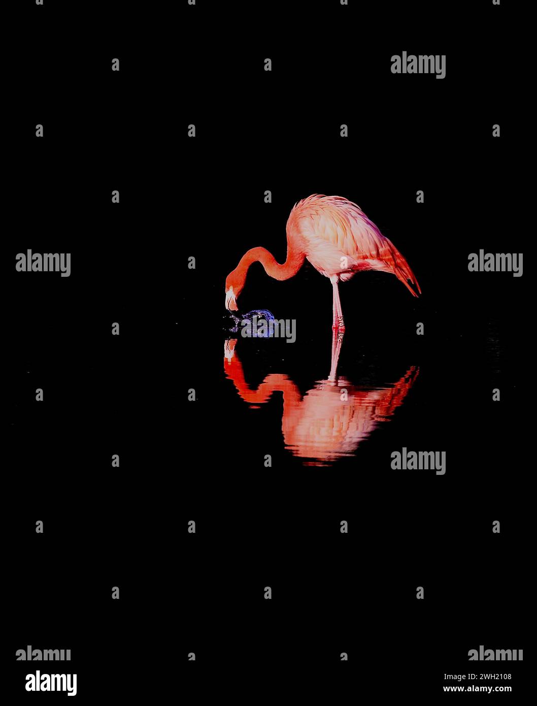 Caribbean Flamingo (Phoenicopterus ruber Stock Photo - Alamy