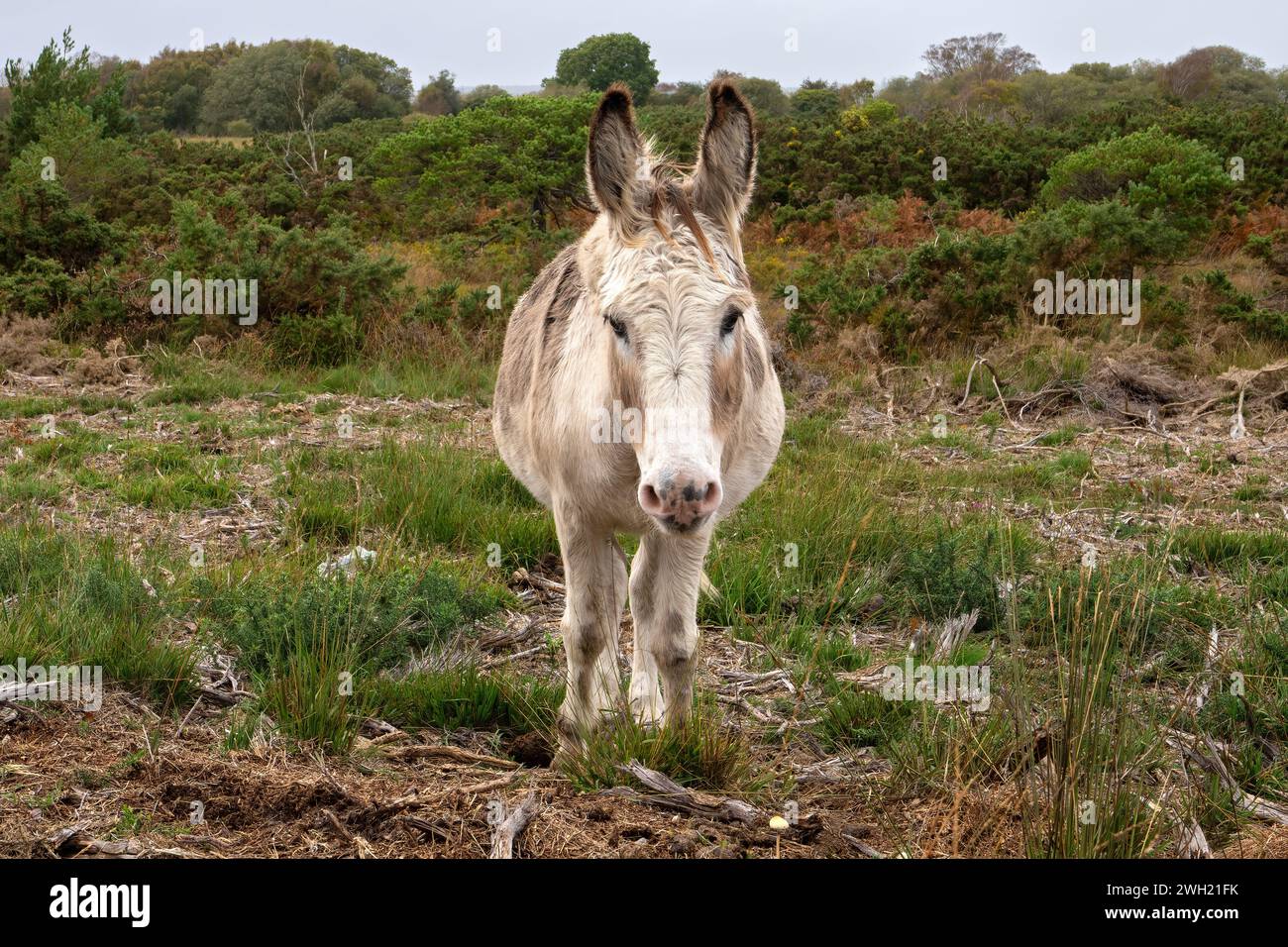 Donkey-Equus asinus in a field near Arne, Dorset, England, Uk Stock ...