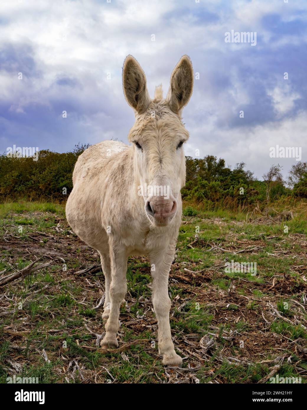 Donkey-Equus asinus in a field near Arne, Dorset, England, Uk Stock ...