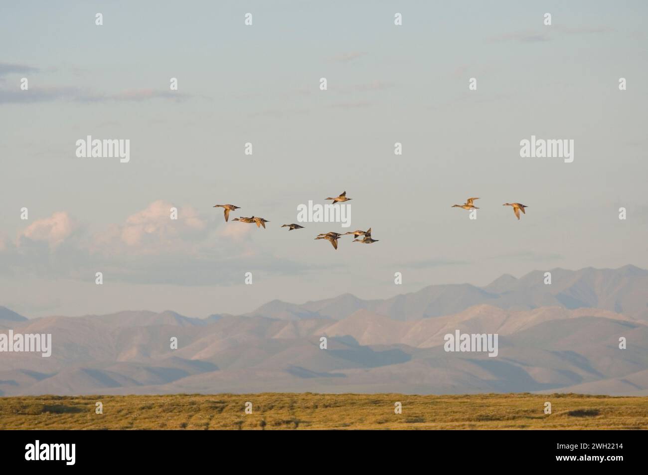 pintail or northern pintail Anas acuta ducks flying along the Arctic ...