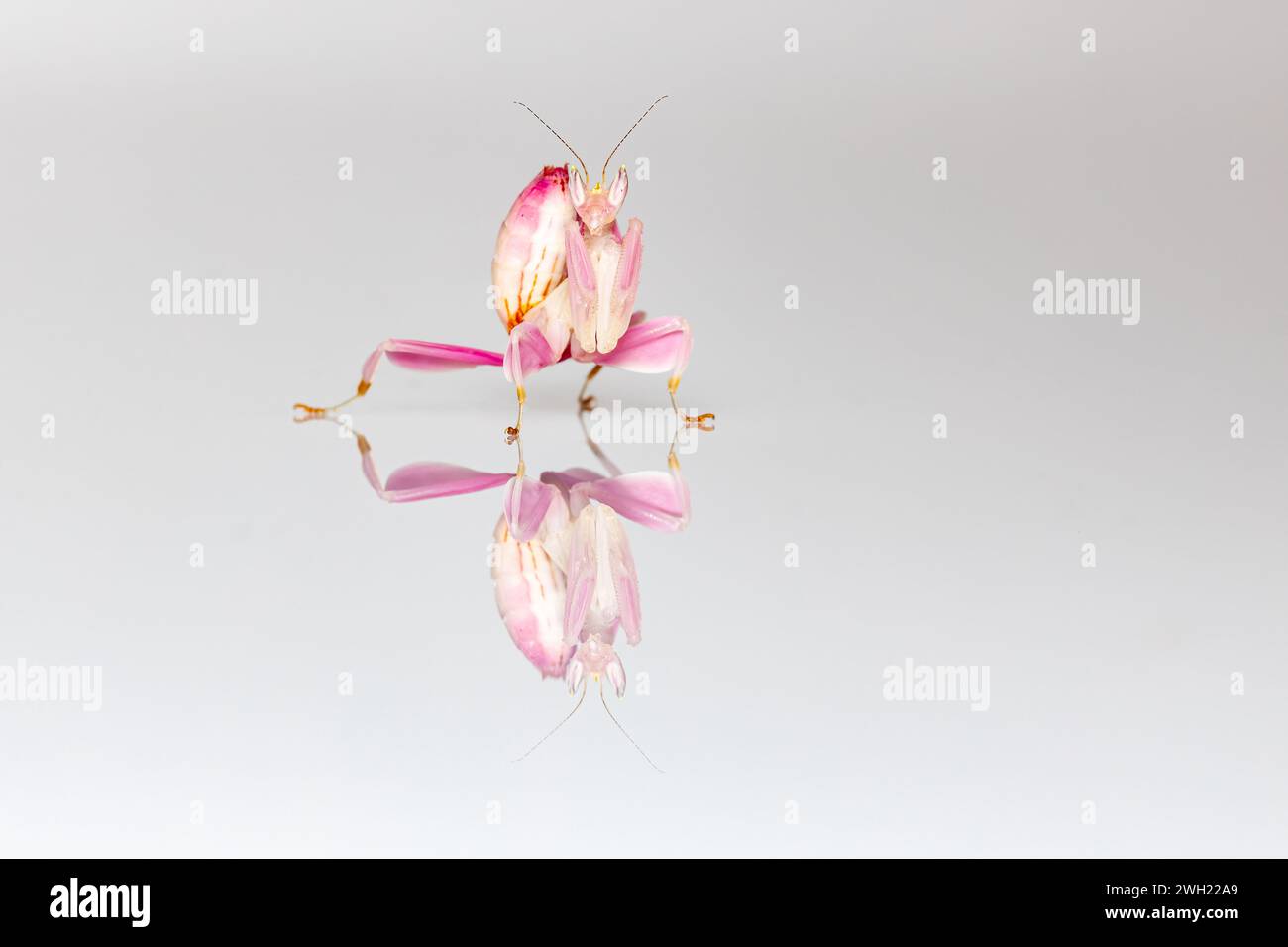 Orchid Mantis on a Pink Orchid Stock Photo - Alamy