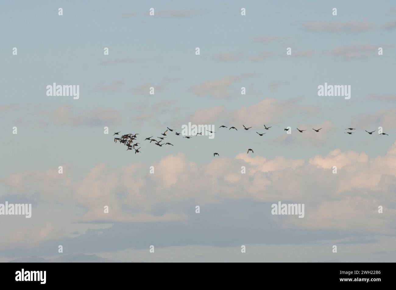 surf scoter Melanitta perspicillata ducks flying along the Arctic coast ...