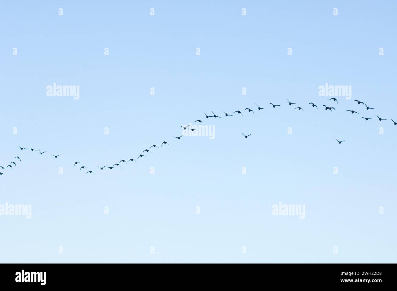 common eiders Somateria mollissima ducks flying along the Arctic coast ...