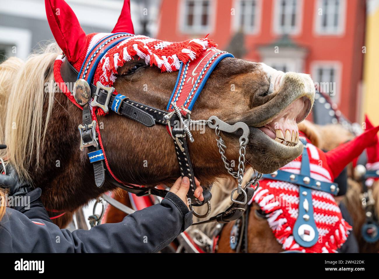 Berching, Germany. 07th Feb, 2024. A decorated horse shows its teeth at ...