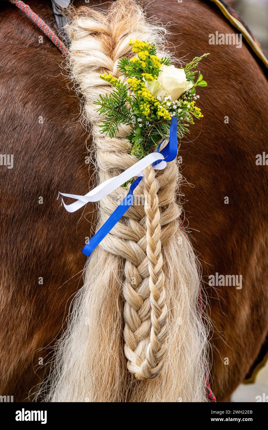 Berching, Germany. 07th Feb, 2024. The plaited tail of a horse at the ...
