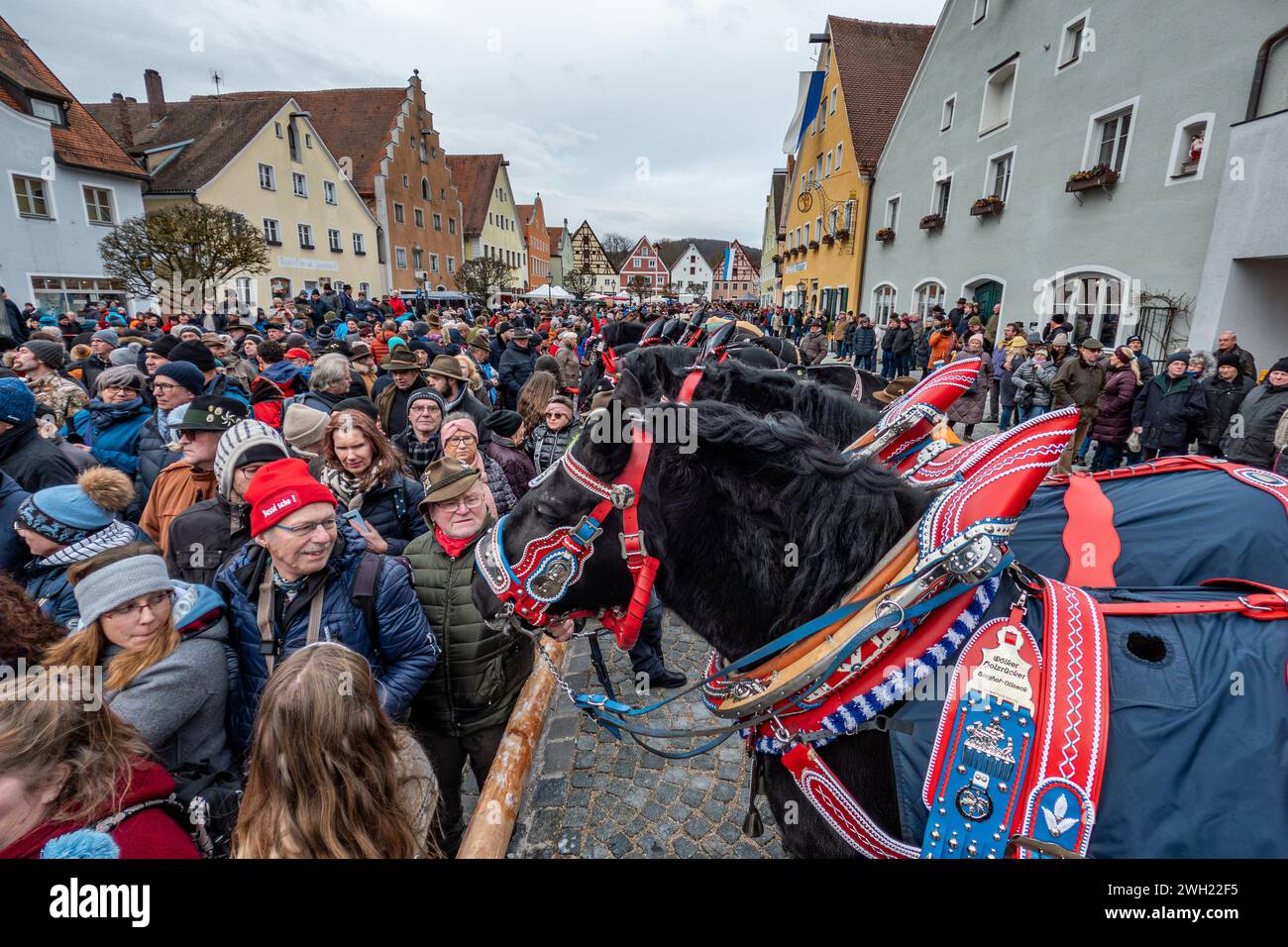 Berching, Germany. 07th Feb, 2024. Decorated horses stand at the ...