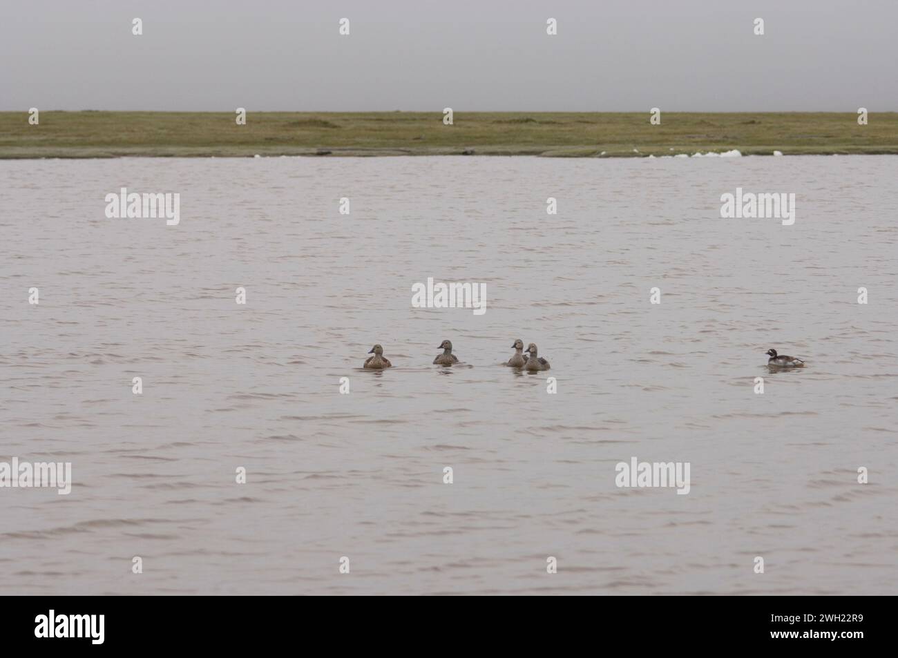 common eiders Somateria mollissima ducks long tail Clangula hyemallis ...