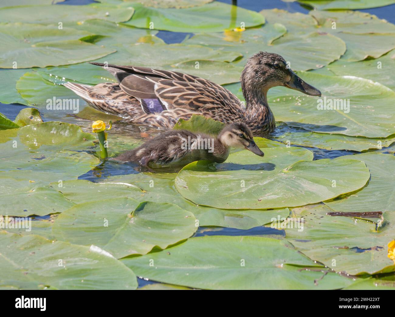 Wils duck hi-res stock photography and images - Alamy