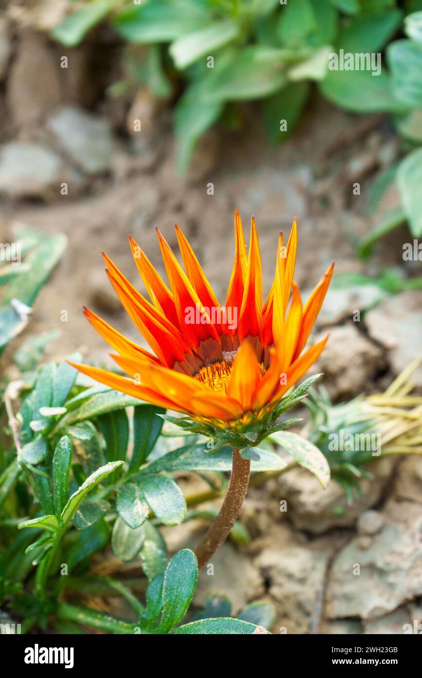 Gazania splendes hi-res stock photography and images - Alamy