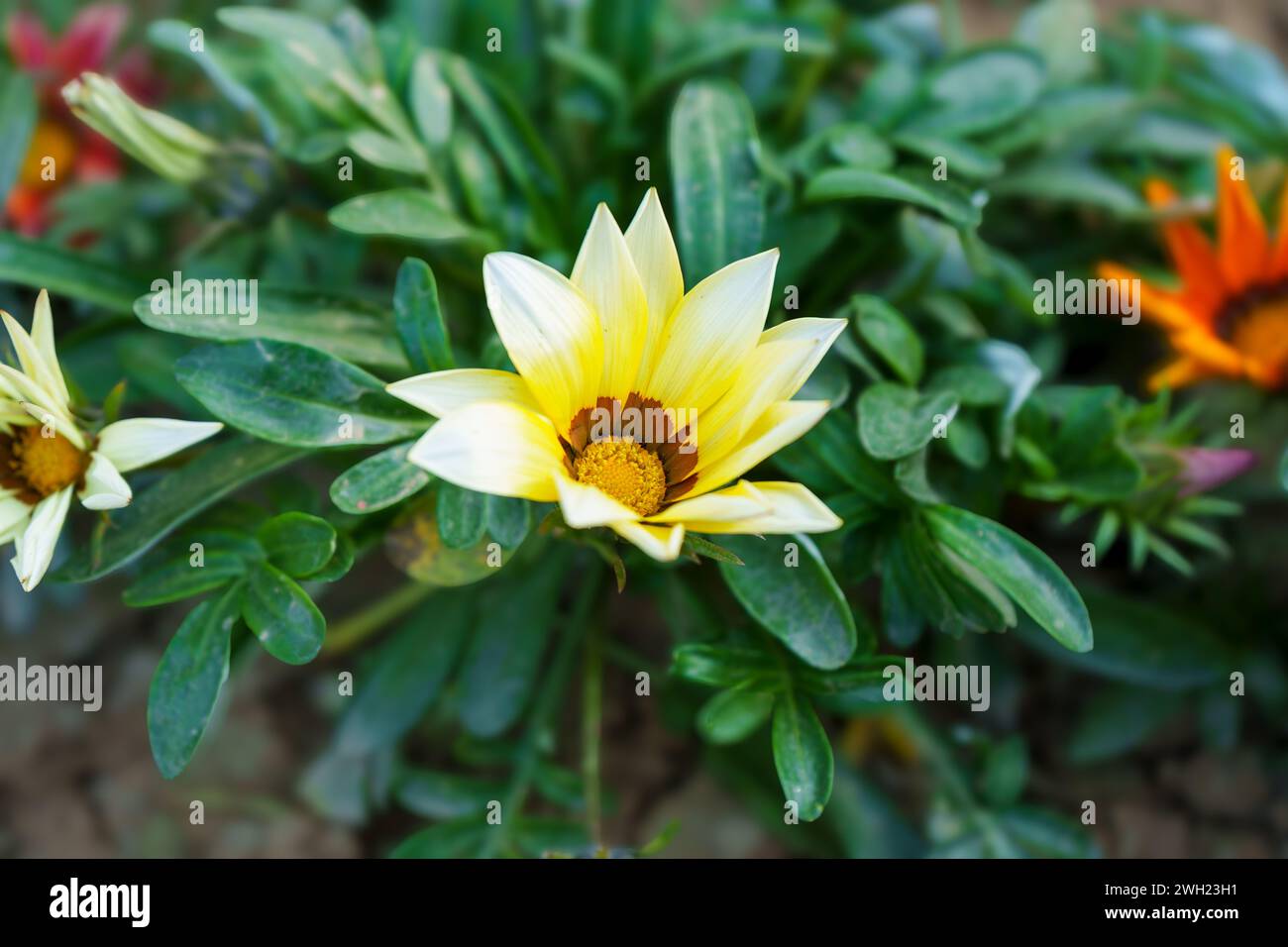 Treasure flowers hi-res stock photography and images - Alamy