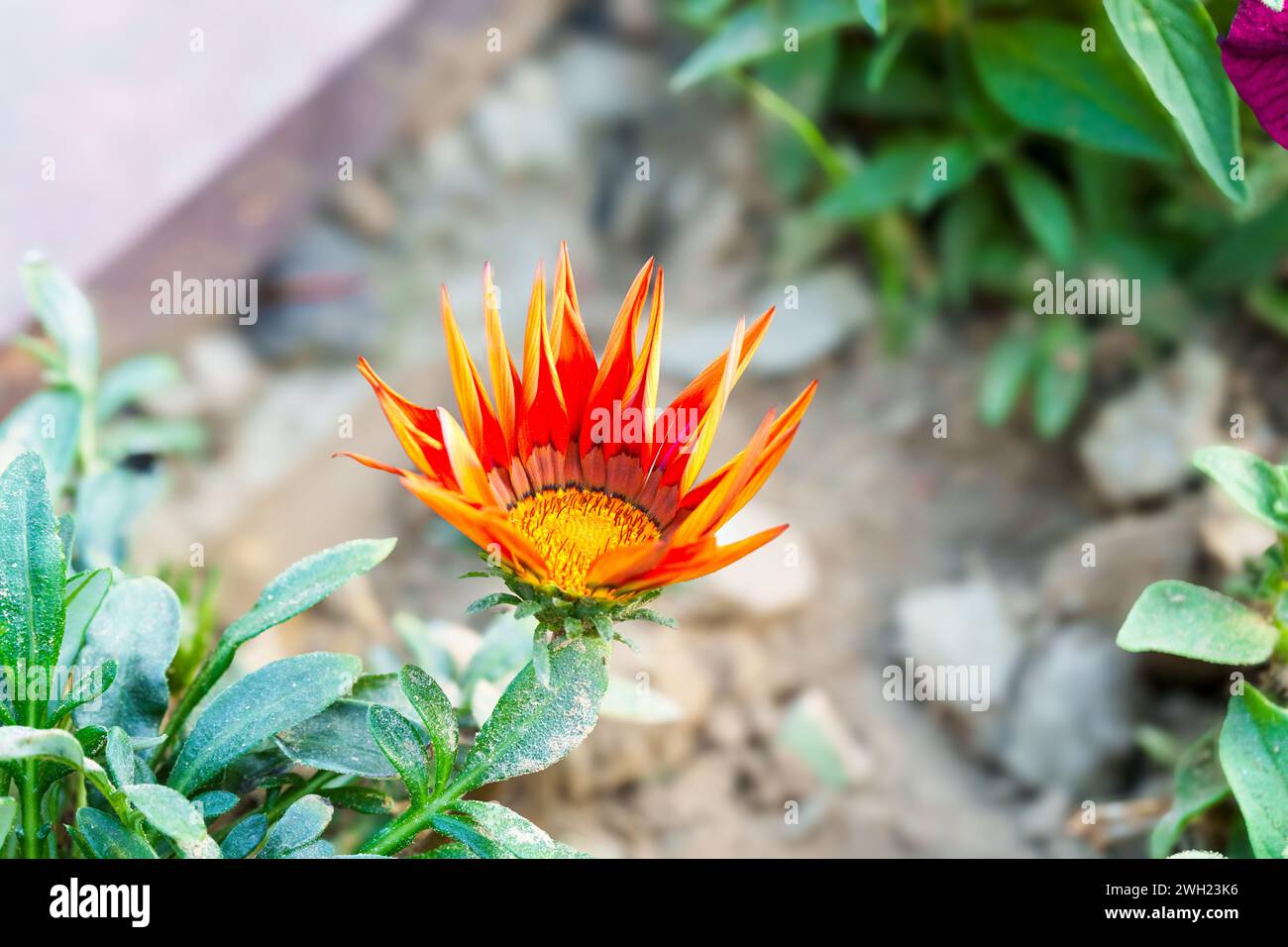 Gazania splendes hi-res stock photography and images - Alamy