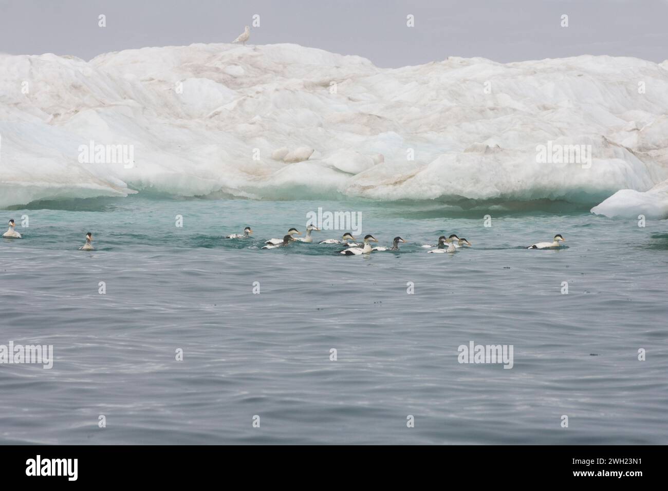 common eiders Somateria mollissima ducks flying along the Arctic coast ...