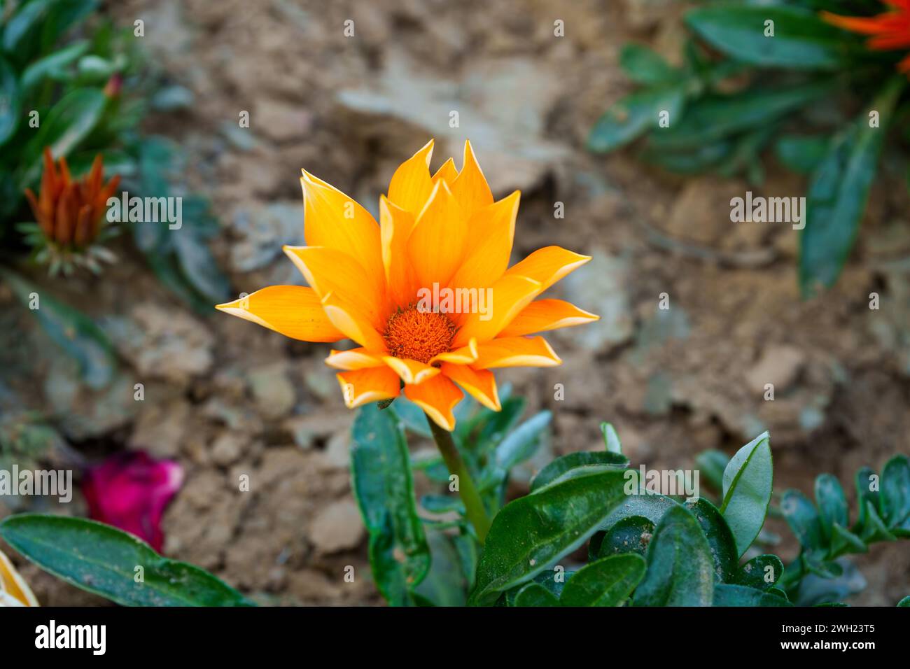 Gazania splendes hi-res stock photography and images - Alamy