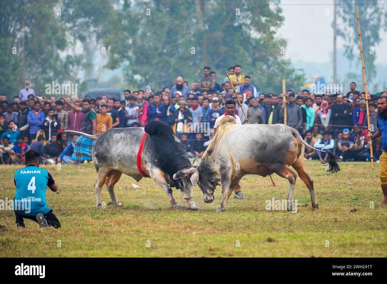 Two bulls competing in a huge bull fight organized by local residents ...